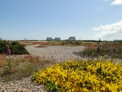Dungeness B awarded Wildlife Trust Biodiversity Benchmark | EDF